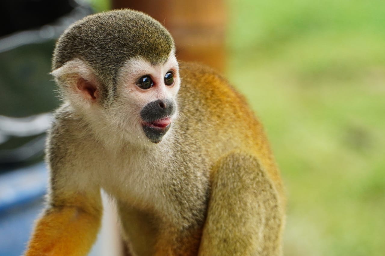 Our Animals – Fundación Centro Rescate James Brown