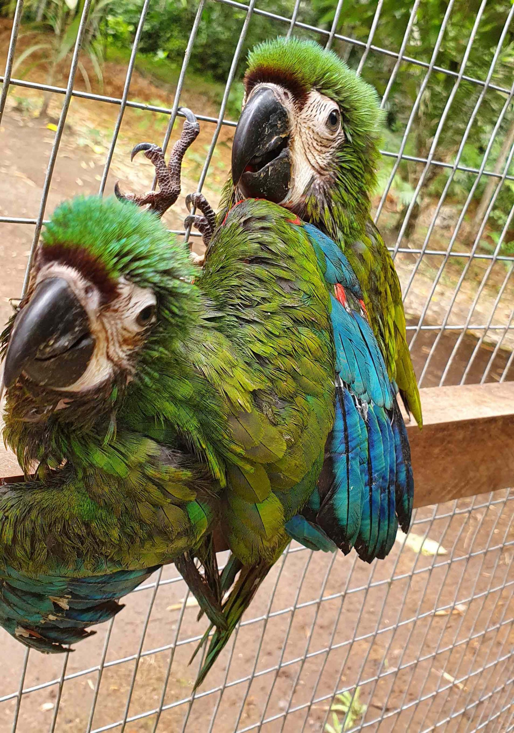 Our Animals – Fundación Centro Rescate James Brown