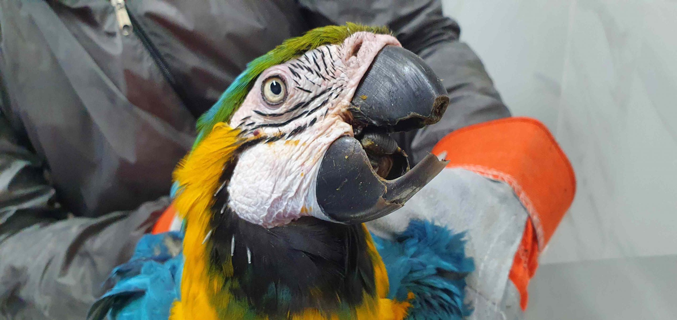 Our Animals – Fundación Centro Rescate James Brown